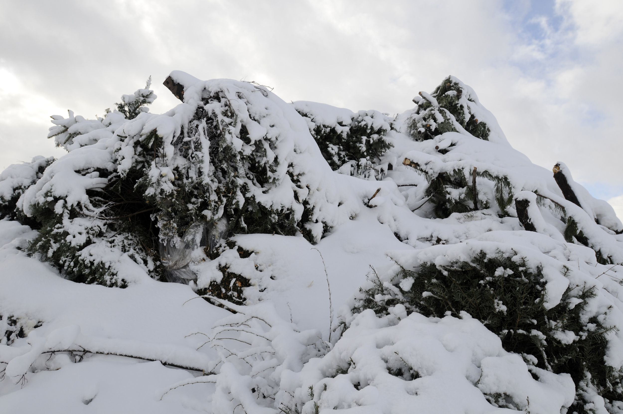 Christmas tree Disposal Options The Spokesman Review christmas-tree-disposal-options-the-spokesman-review