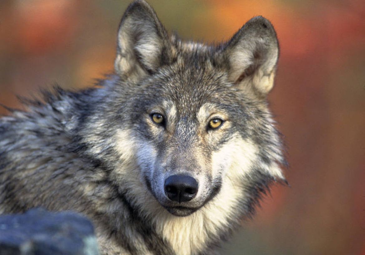 WDFW authorizes lethal action in Wedge wolf pack territory