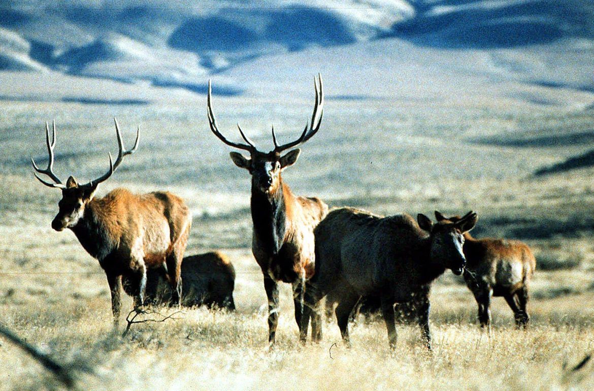 S-R Hunting Outlook 2017: Washington big-game outlook leaves some ...