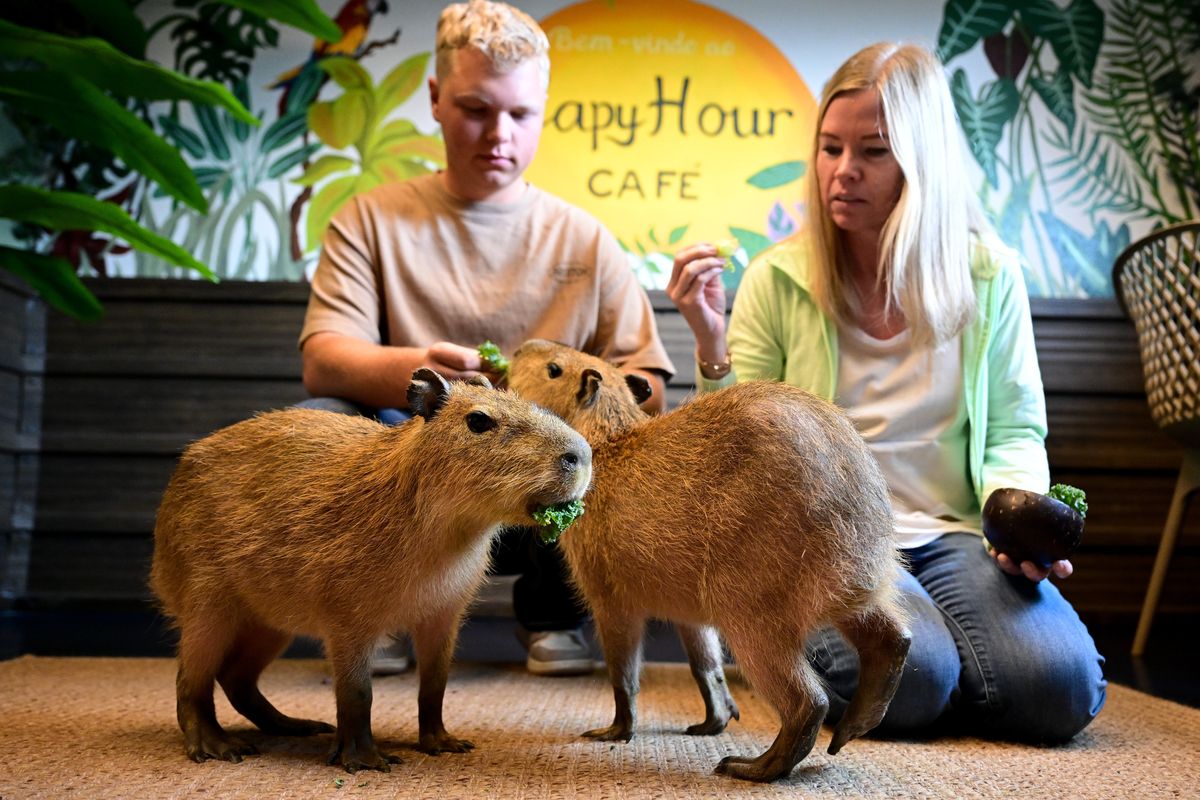 Capybaras find community in Coeur d'Alene