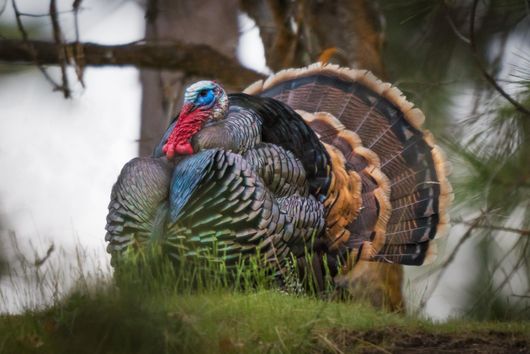 Reader photo: It’s turkey time around the Inland Northwest | The ...