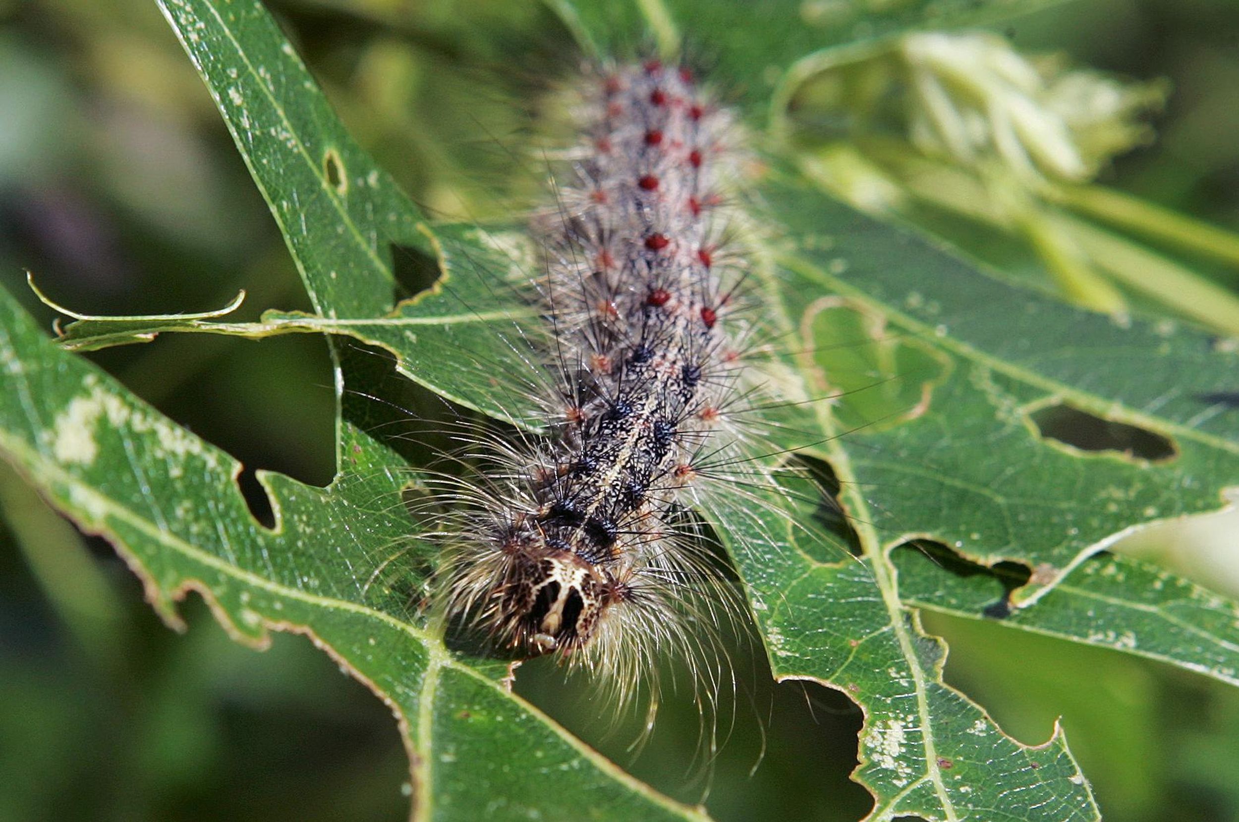 Aircraft to spray invasive moths in northwest Washington