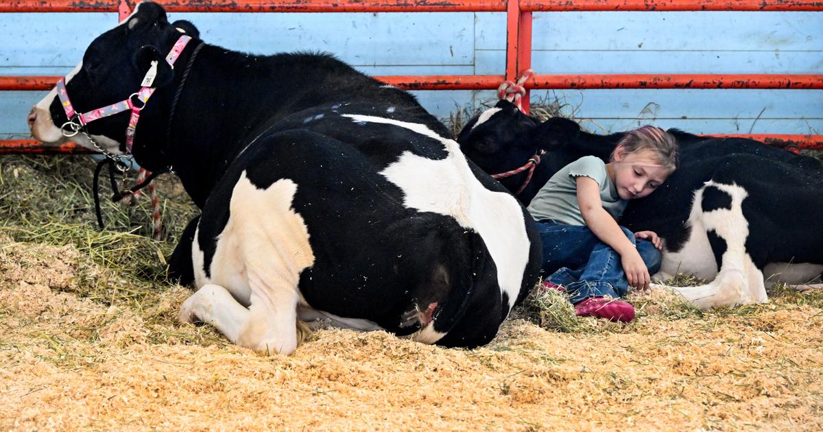 Udderly Perfect: One family's tradition of displaying dairy cows ...