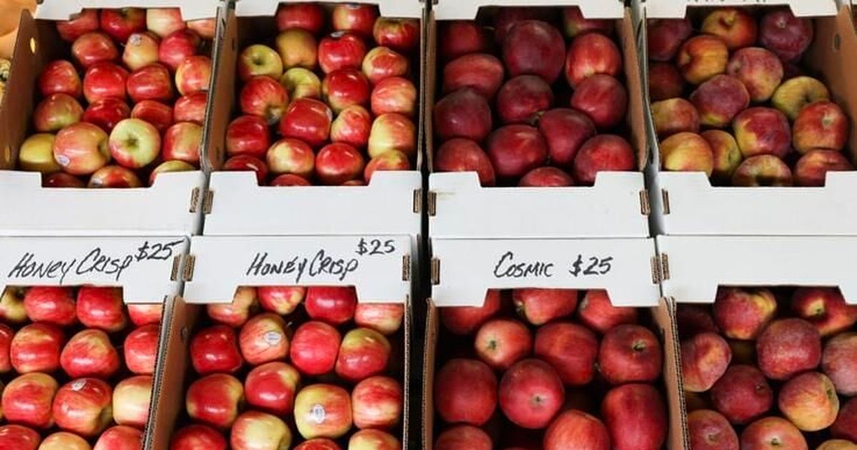 More apples, more varieties in this year's Washington apple harvest