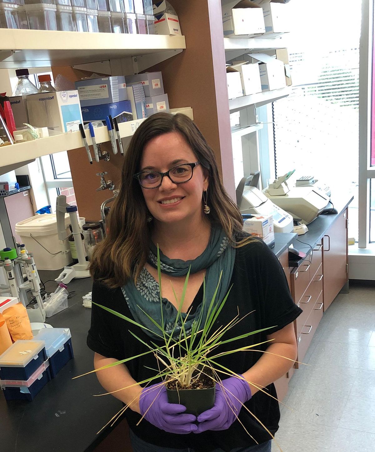 WSU researchers identify protein that may help crops survive climate change