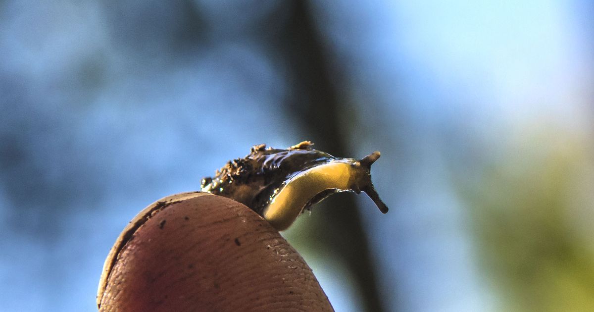Skade’s slug: Newly discovered North Idaho species named for wildlife ...
