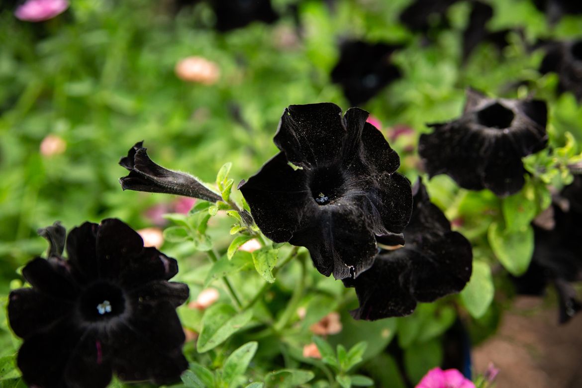 Spokane in Bloom: Jim Jackson and Nancy Caputo's garden - June 8, 2019 ...