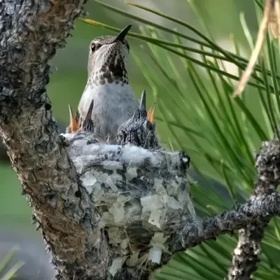 Cool Critters: Tiny hummingbird moms deserve big-league gratitude on ...
