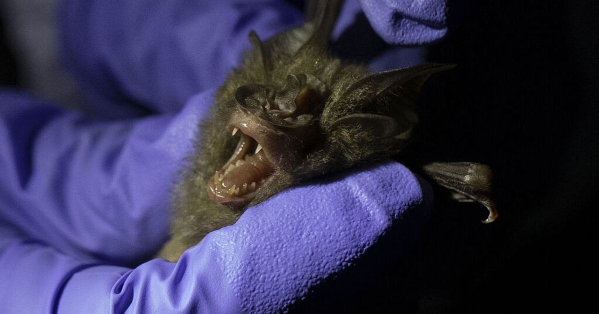 Do bats hold clues to preventing the next pandemic? WSU professor seeks ...