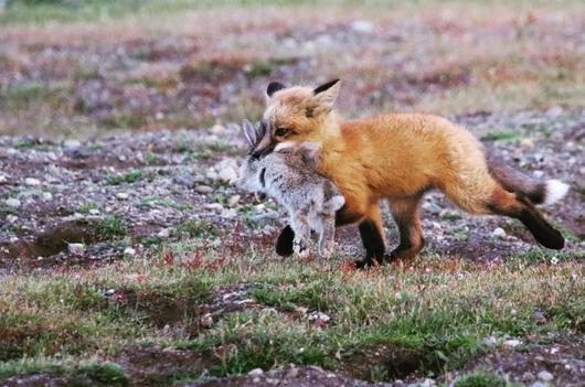 Gonzaga alum captures dramatic video of aerial battle between a fox and ...