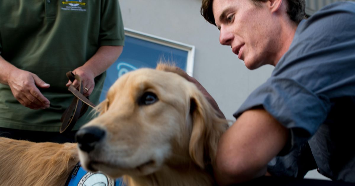 Comfort dog makes some service-dog handlers uncomfortable