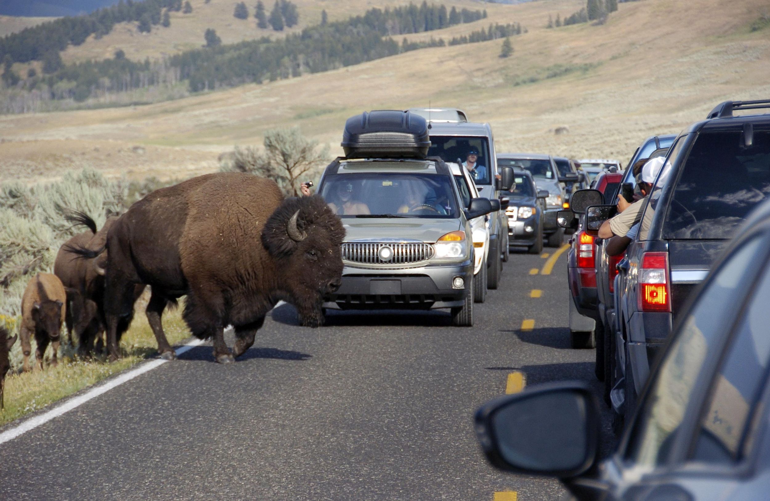 Yellowstone Park vehicle traffic nearing capacity