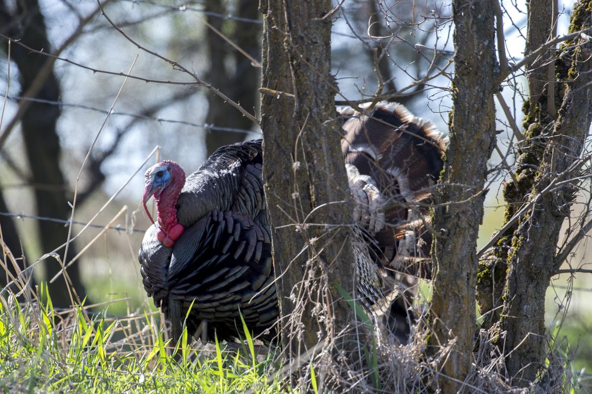 Alan Liere: When it comes to real life, who’s the turkey here? | The ...