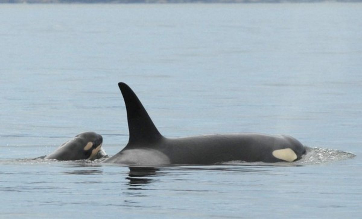 Baby orca born, photographed near Puget Sound | The Spokesman-Review