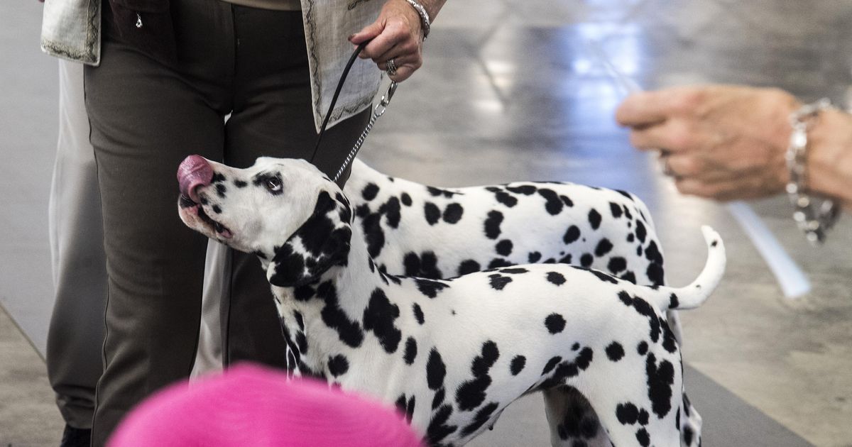 Coeur d’Alene’s American Kennel Club dog show