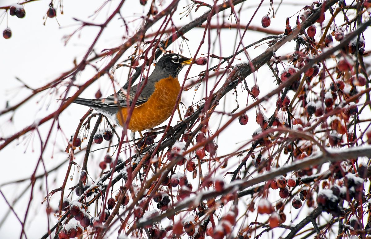 Robins in Spokane - Feb. 18, 2019 | The Spokesman-Review