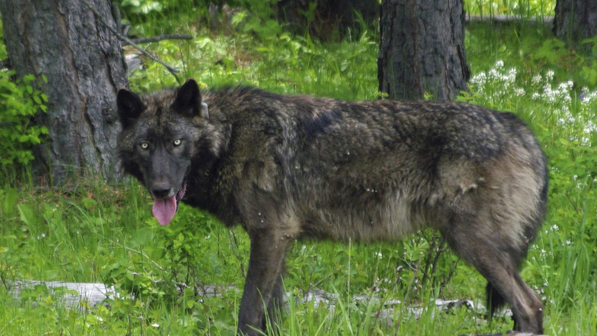 Washington’s wolf population continues to grow; pack documented west of ...