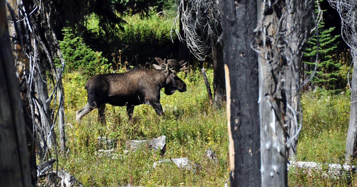 Deer bringing death to Minnesota’s moose | The Spokesman-Review