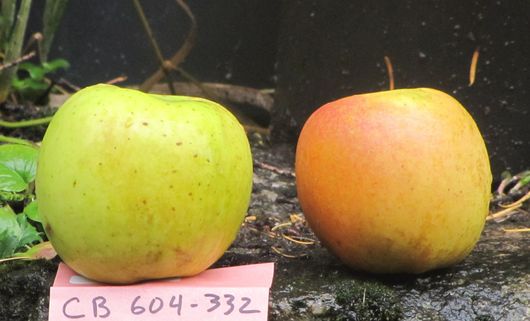 Gardening: Project works to keep forgotten apple varieties alive
