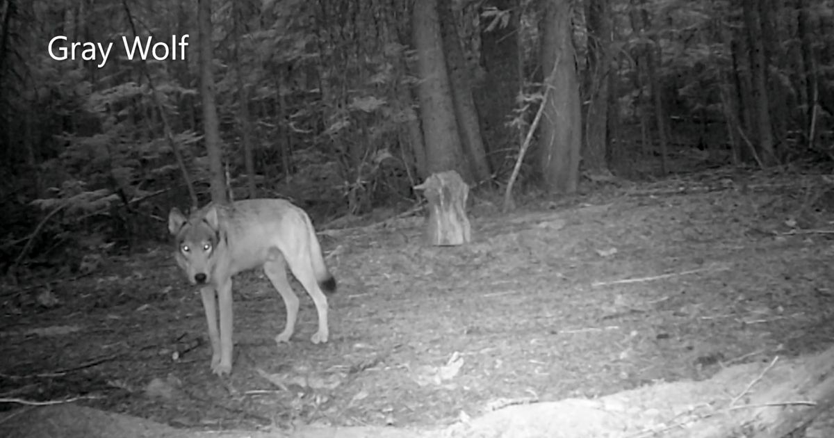 Gray wolves ordered back onto federal endangered species list, majority ...