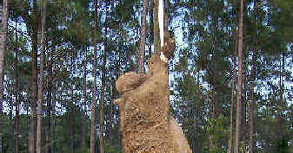 Hogzilla joins ranks of local folk legends