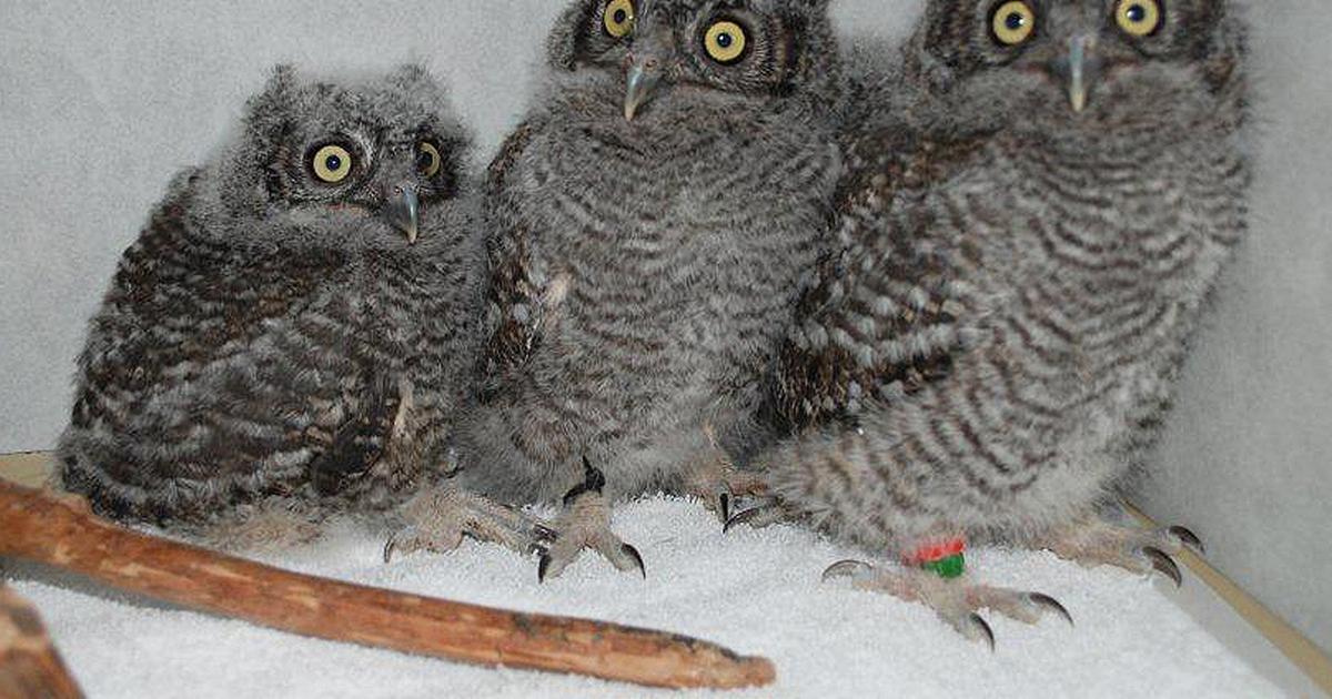 Cute baby owls even more rare than thought