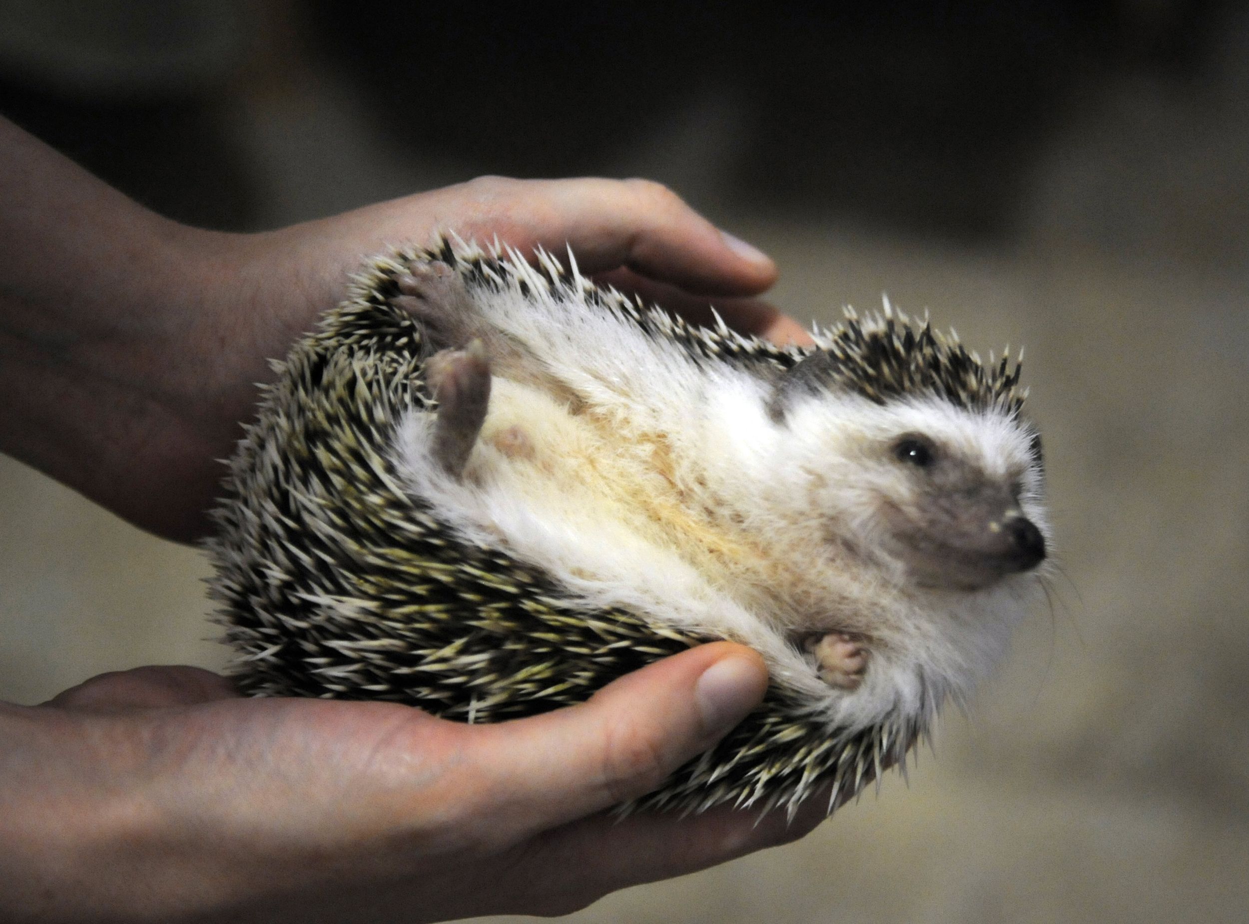 Prickly, hypoallergenic pets inspired local breeder