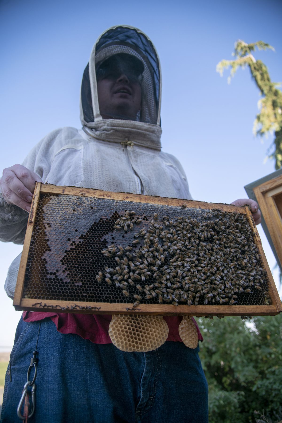 WSU honey bee lab studies bee health, nutrition and parasites - Oct. 24 ...