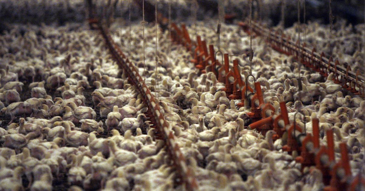 Groups push for more humane poultry slaughter