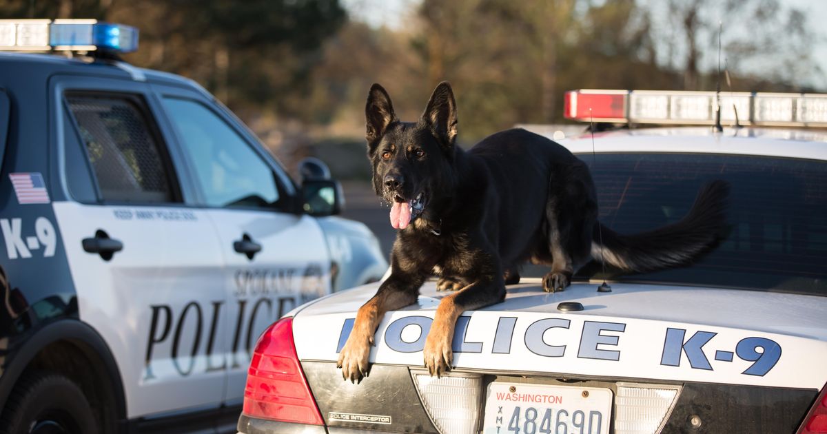 Fido Fete celebrates Spokane canines
