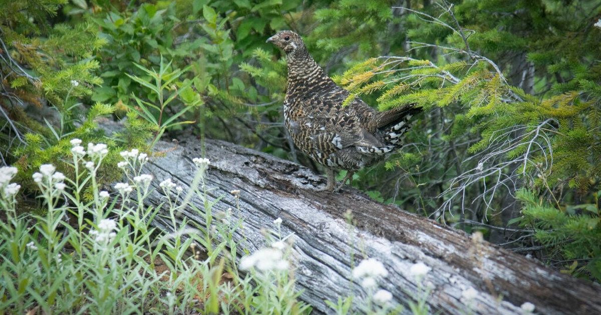 To the woods: Washington's forest grouse season opens Sunday