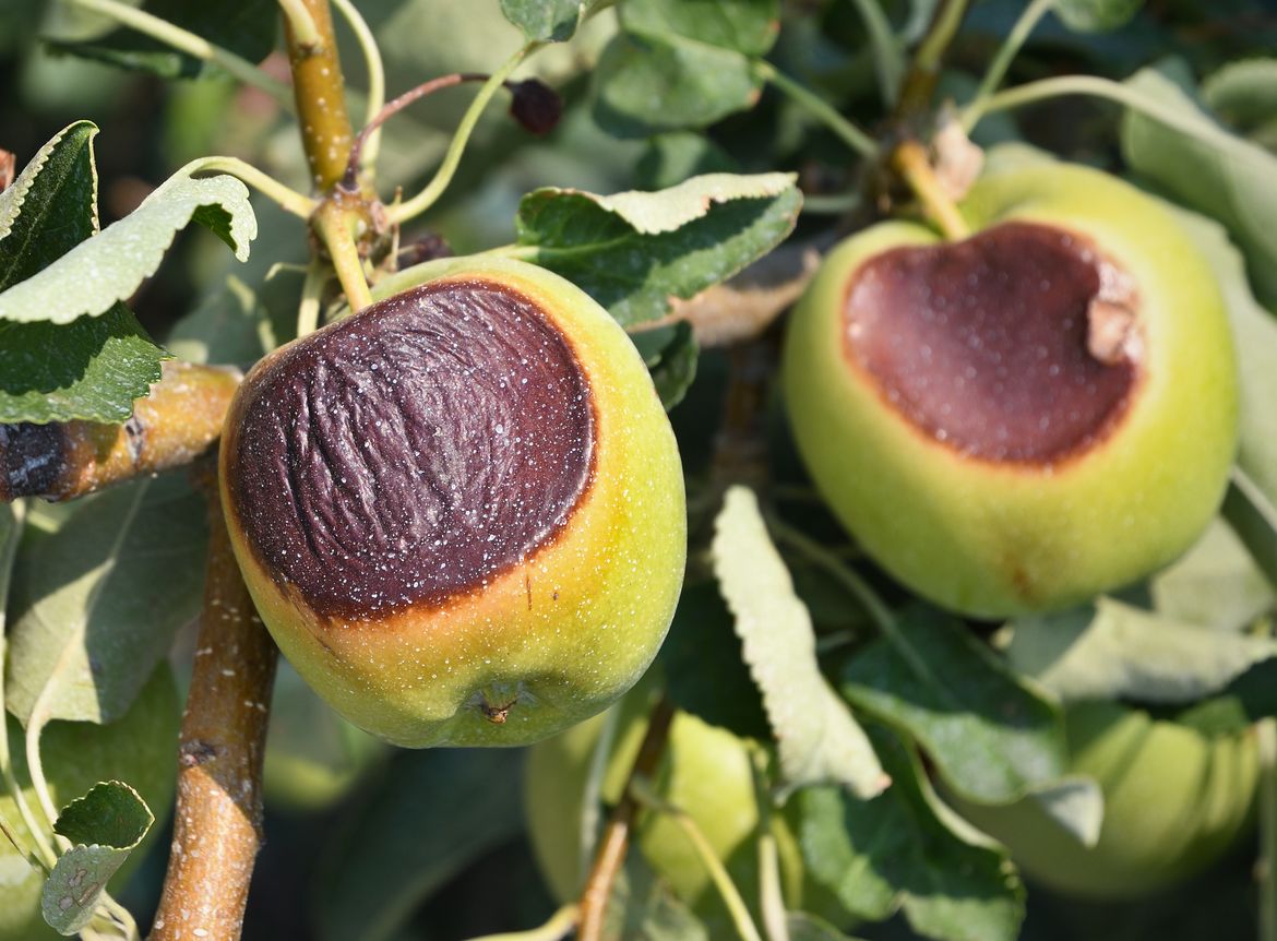 Shriveled and burned: Extreme temps take a toll on Washington fruit ...