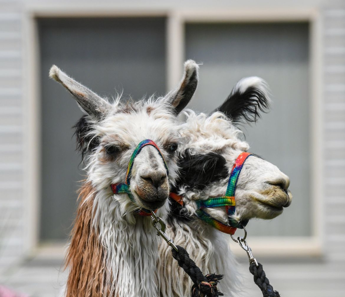 Bring your drama to the llama at Fairwood Retirement Village - June 23 ...