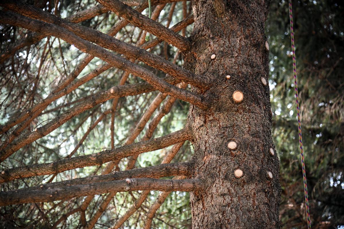Spokane Trees April 6 2019 The Spokesman Review