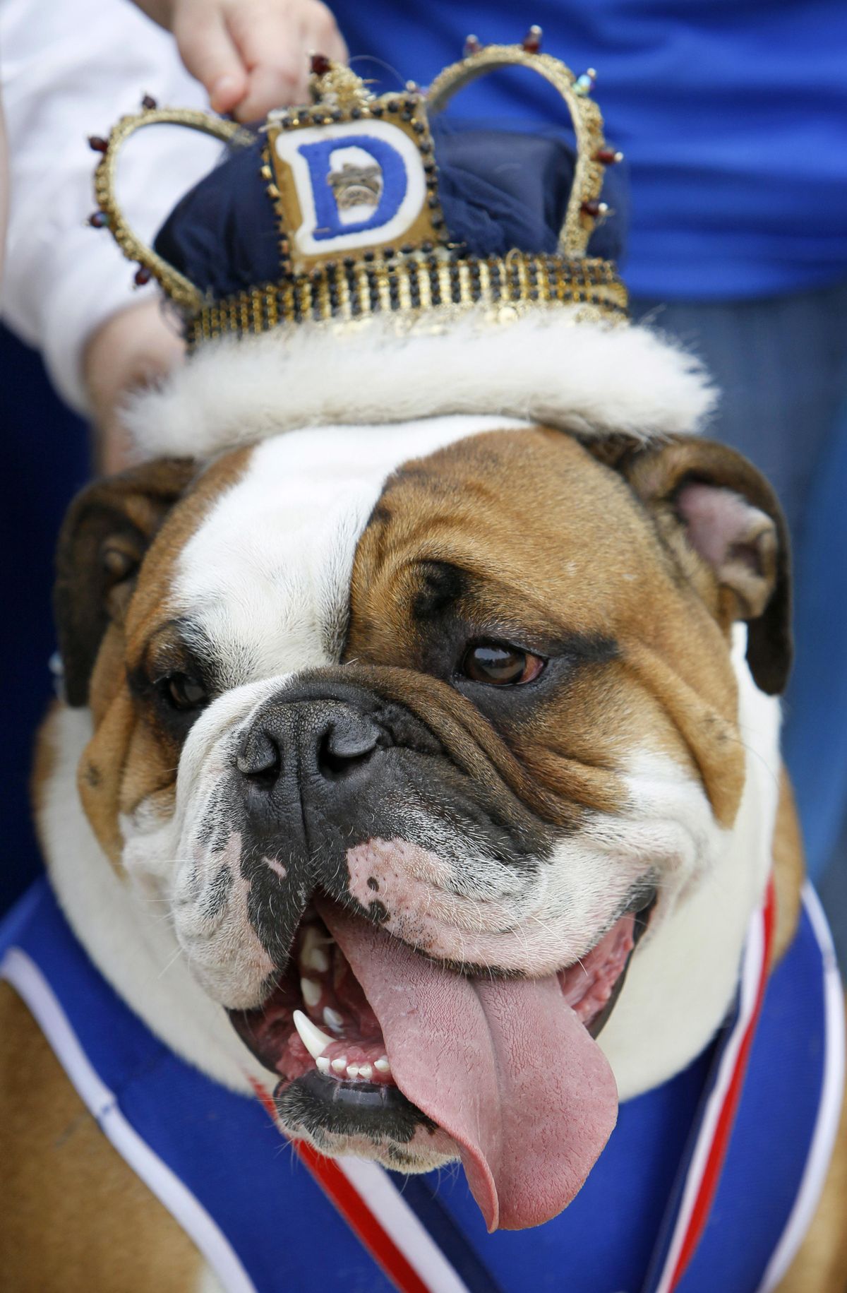 Most Beautiful Of All Bulldogs | The Spokesman-Review