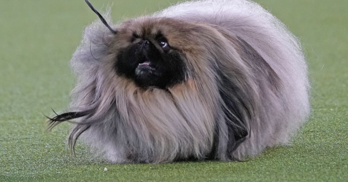 Top dog! Pekingese named Wasabi wins Westminster show | The Spokesman ...