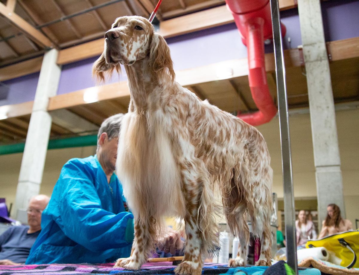 Spokane Kennel Club Dog Show - May 26, 2019 | The Spokesman-Review