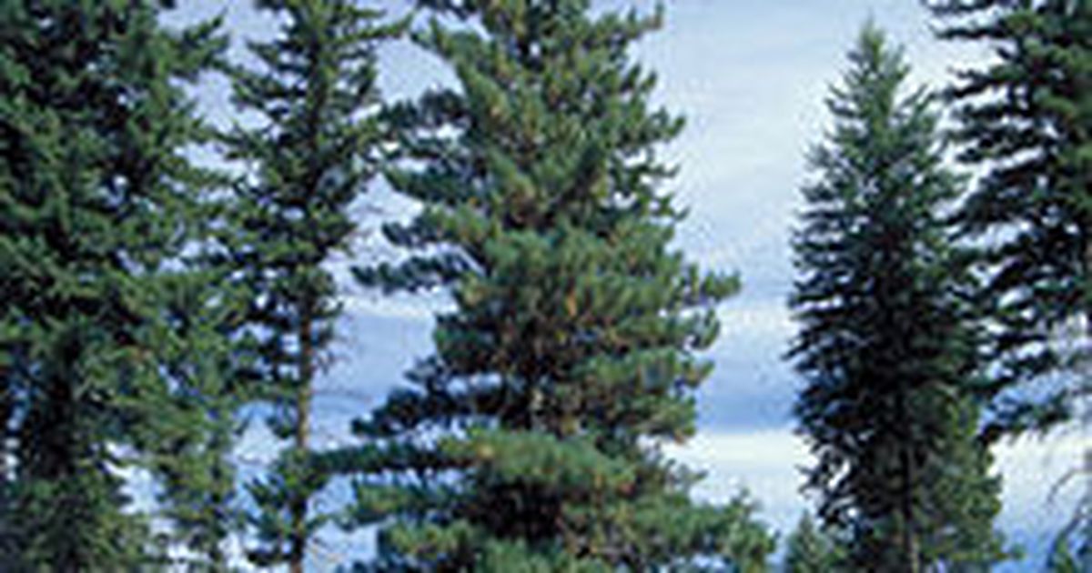 U.S. Forest Service working to restore Idaho's state tree