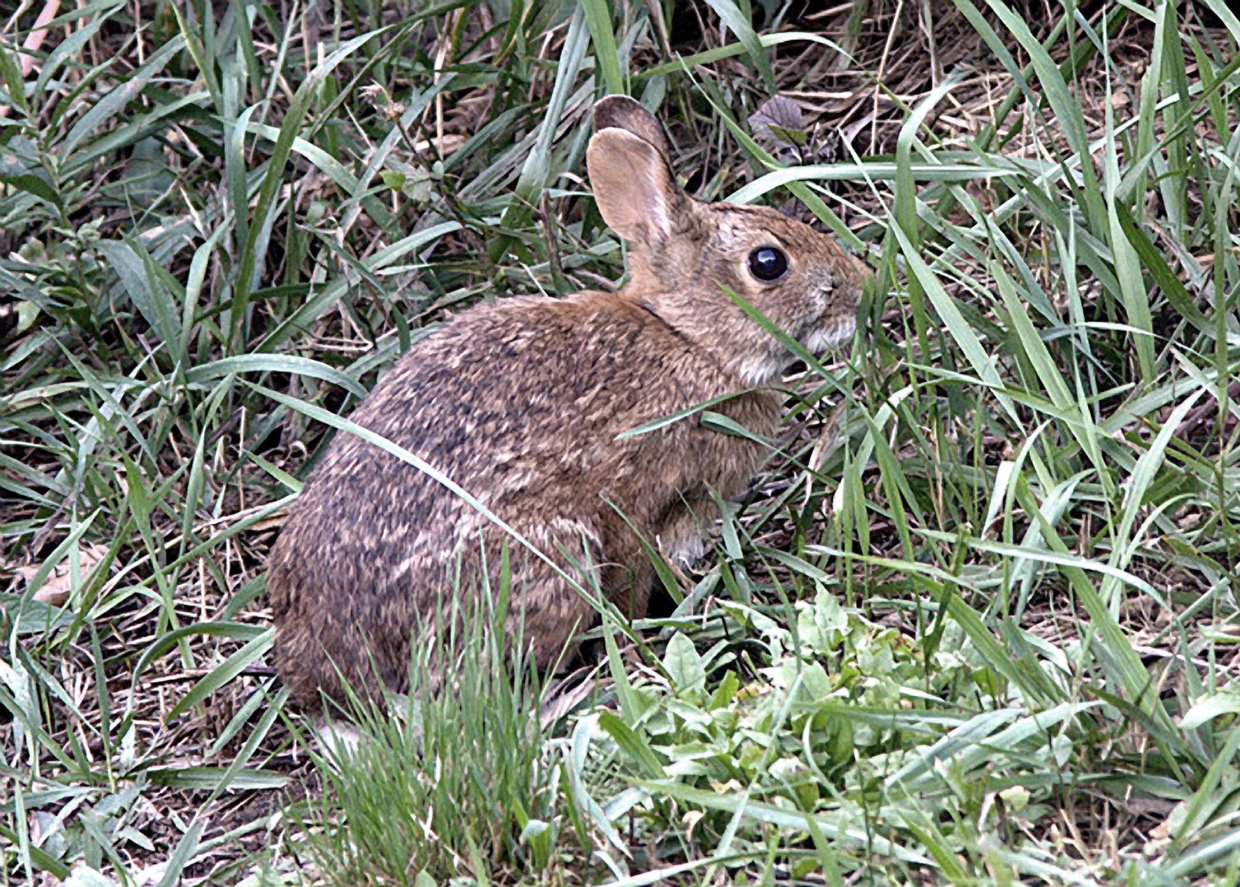 Conservationists seek rebirth of cottontail | The Spokesman-Review