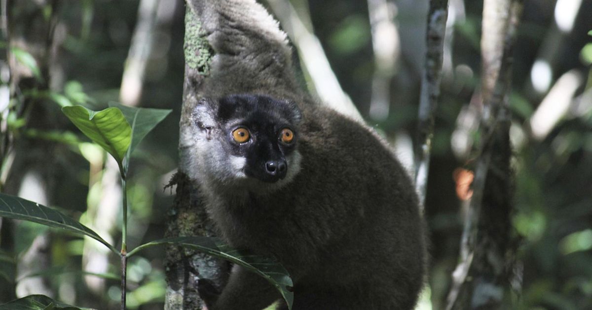 U.N. report: Humans accelerating extinction of species