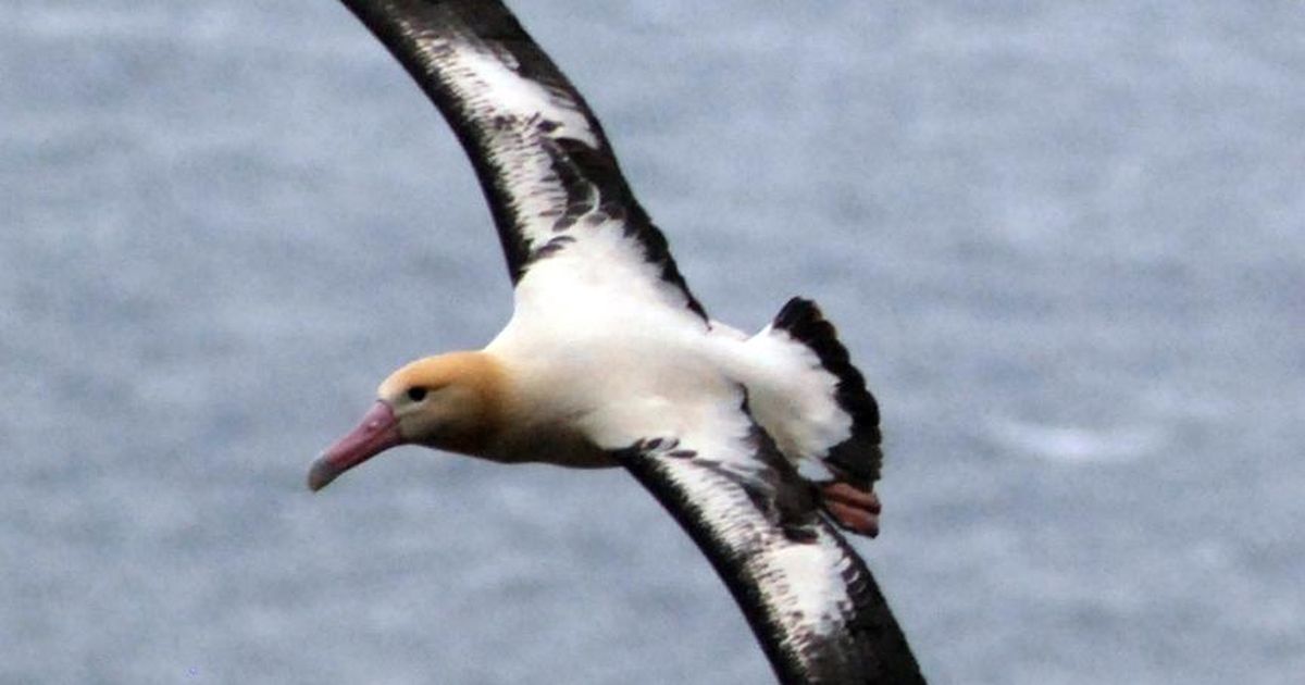 Japan sees major step in comeback of albatross