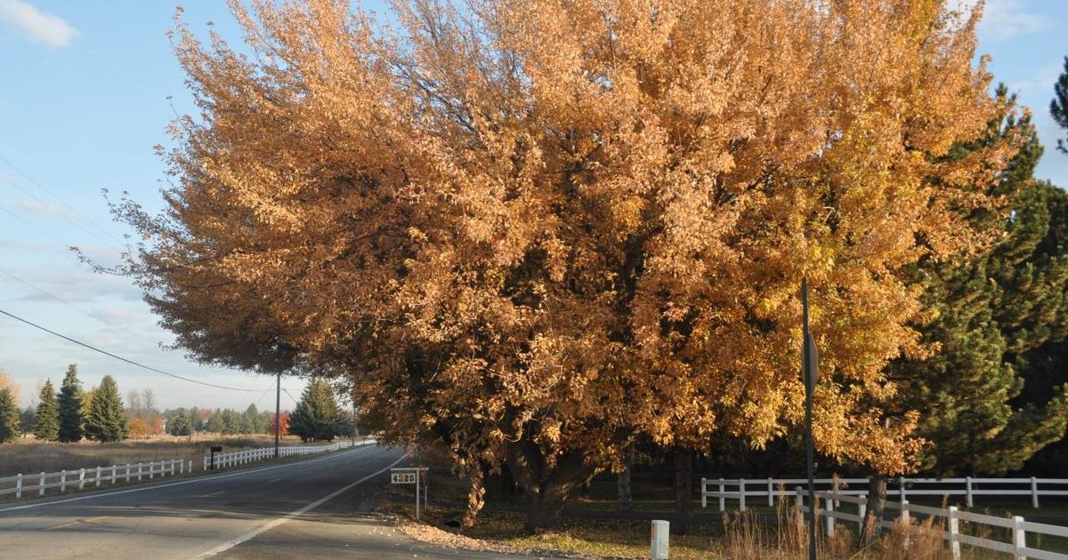 Gardening: Recent heavy, wet snow downed trees and branches, stunted ...