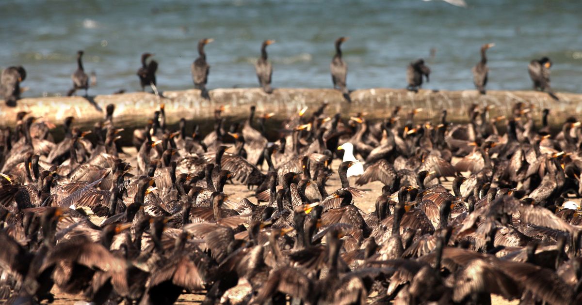 Seabirds spoil biologists’ designs | The Spokesman-Review