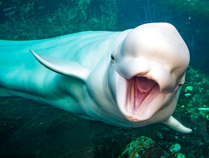 Ask Dr. Universe: Beluga whales, dolphins and bats have something in ...