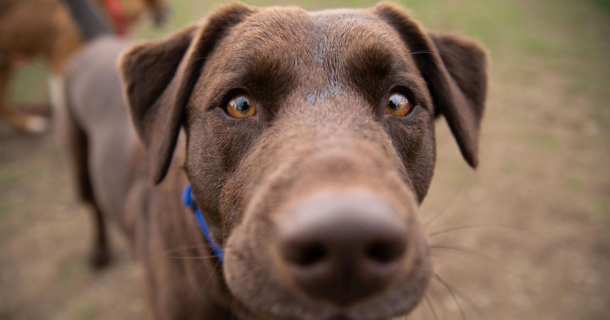 Canine connections: Spokane Humane Society’s Dogs Playing for Life ...