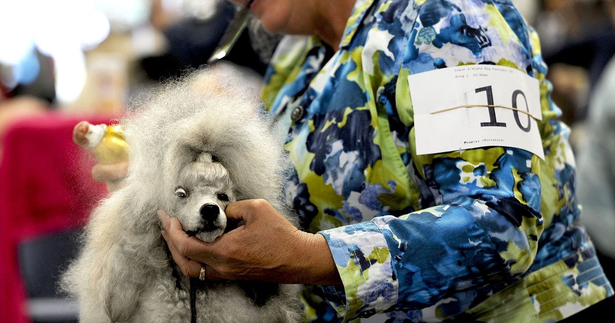 Photo: Poodle primping
