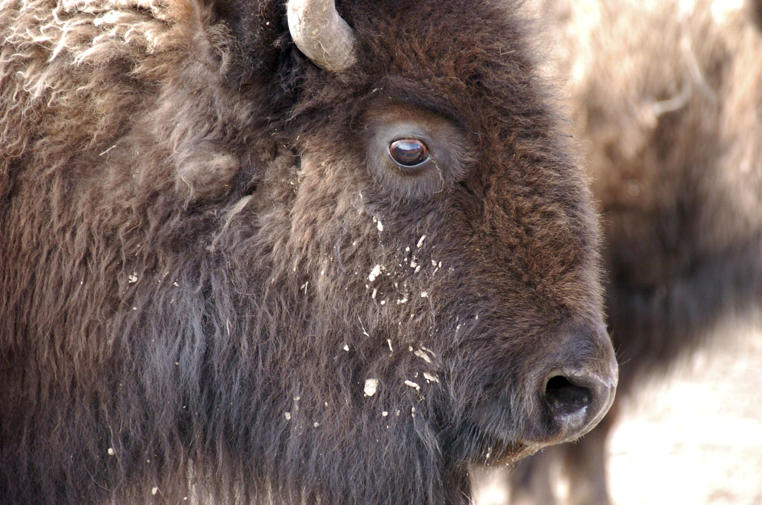 Nearly 1,000 Yellowstone bison killed this season | The Spokesman-Review
