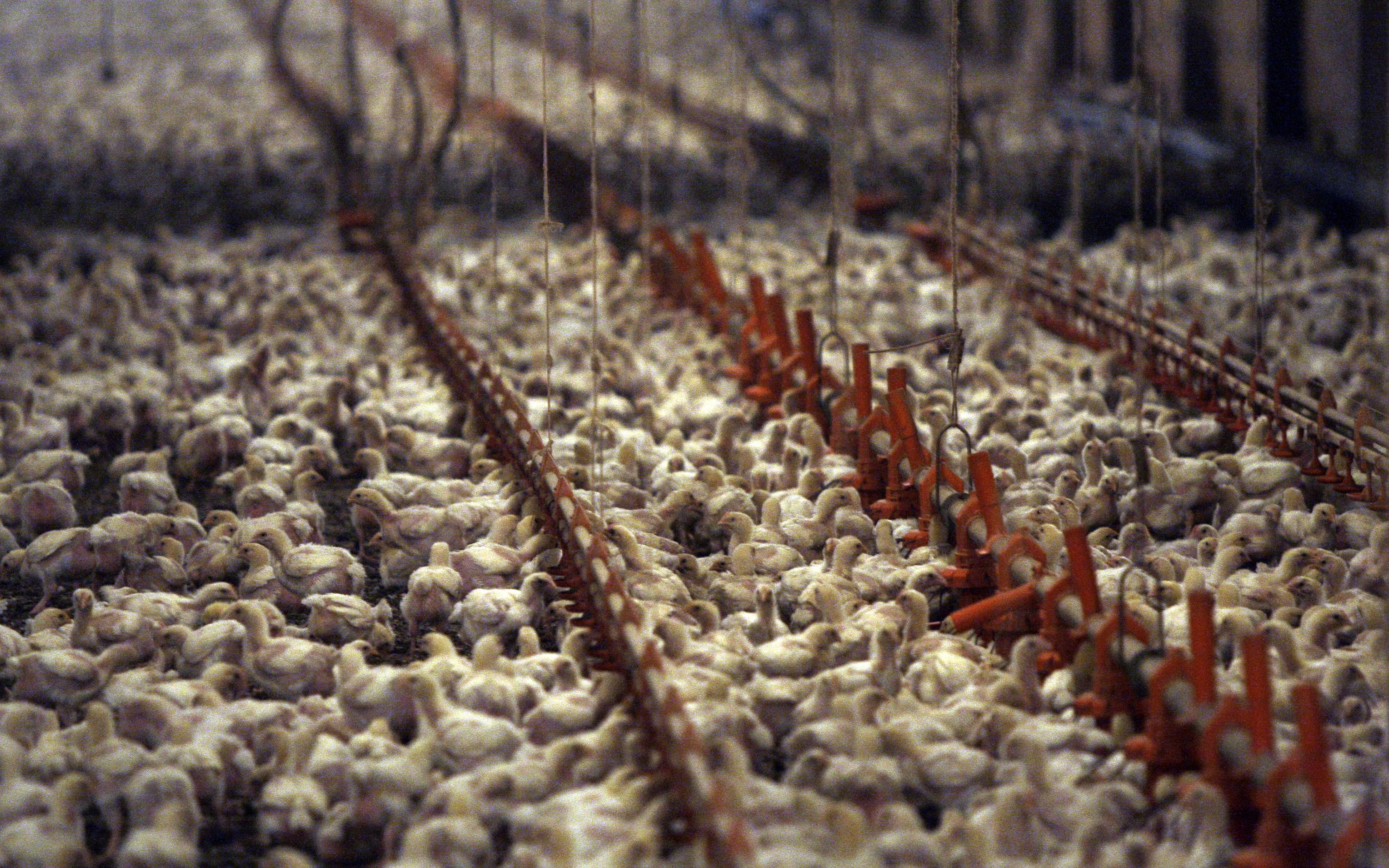 Groups push for more humane poultry slaughter