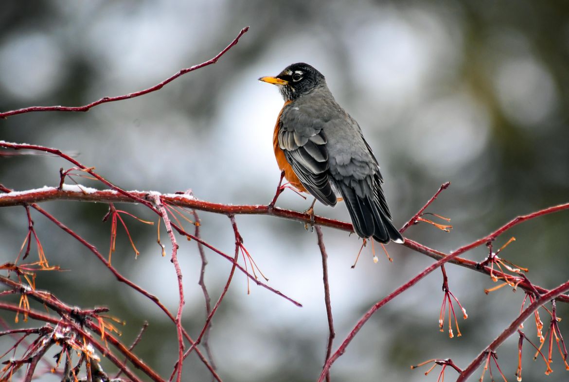 Robins in Spokane - Feb. 18, 2019 | The Spokesman-Review