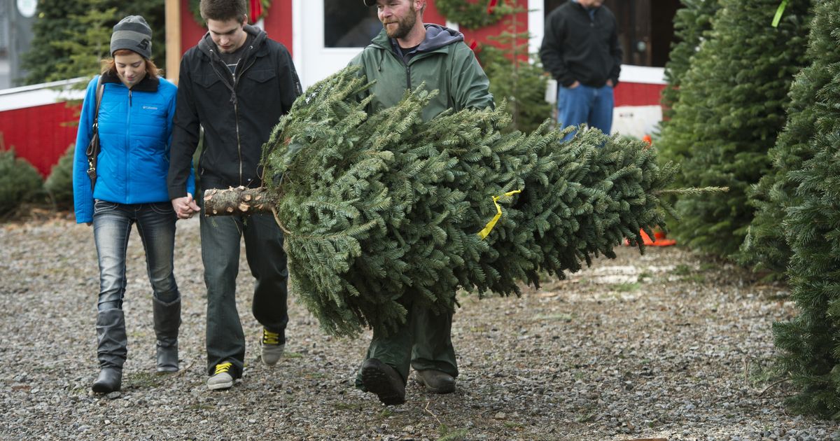 Researcher aims to prolong Christmas trees’ lives